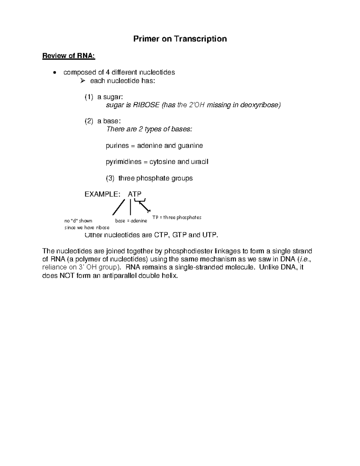 Transcription primer - notes - Primer on Transcription Review of RNA ...