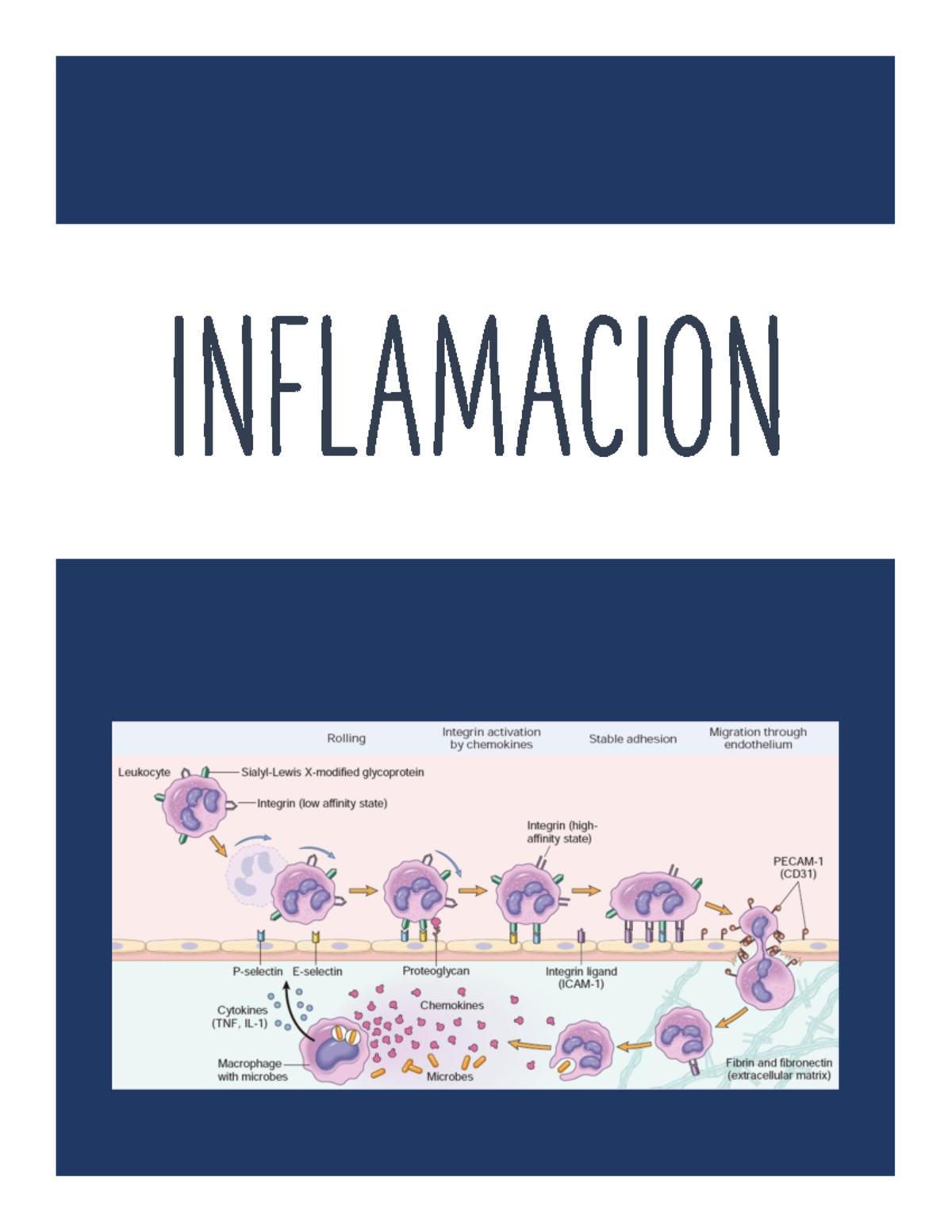Inflamacion 1 - Inflamación - INFLAMACION Tipos de inflamación La ...
