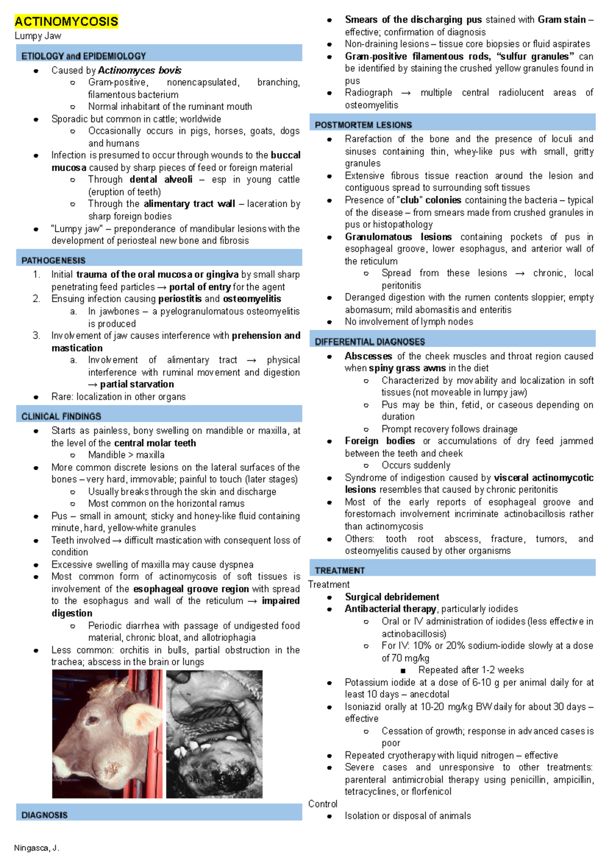 Ruminant med - Actinomycosis - ACTINOMYCOSIS Lumpy Jaw Caused by ...