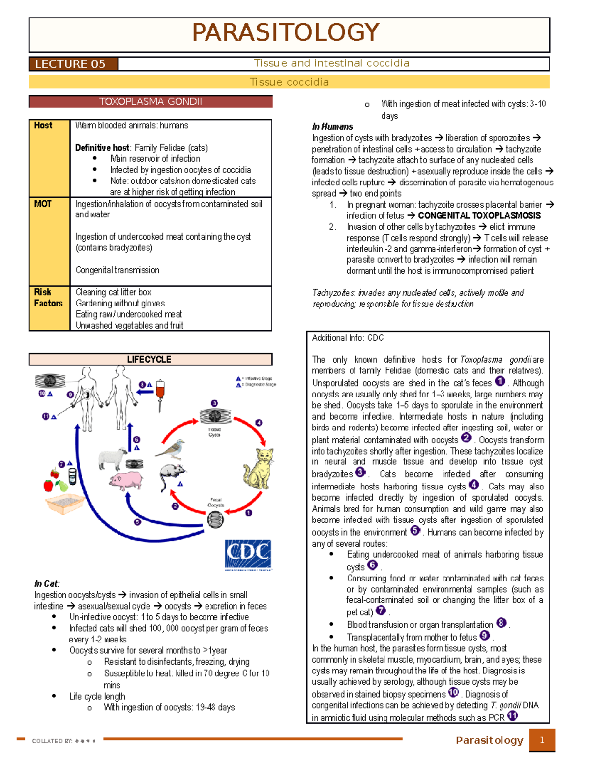 2 Tissue AND Intestinal Coccidia - PARASITOLOGY LECTURE 05 Tissue and ...