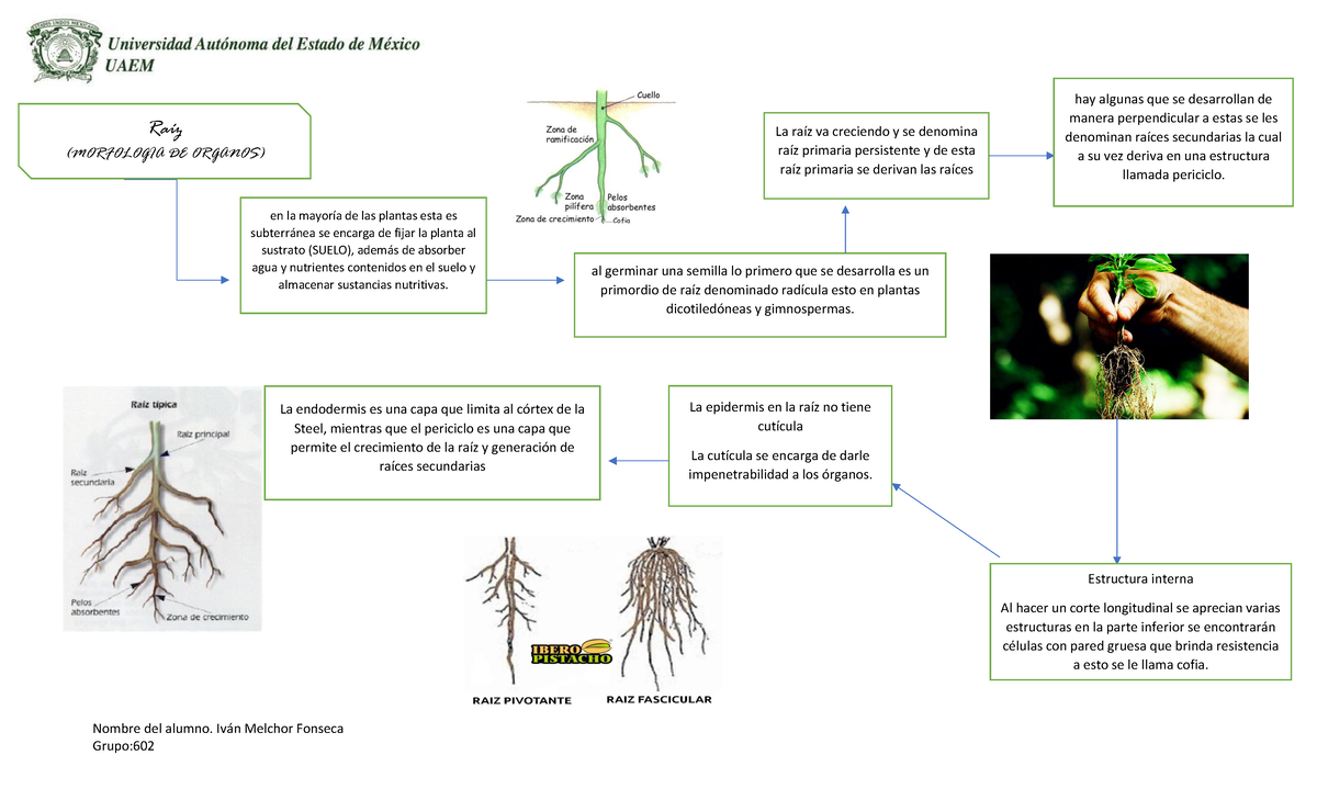 mapa conceptual de Tallo,raiz,hoja - Nombre del alumno. Iv·n Melchor ...