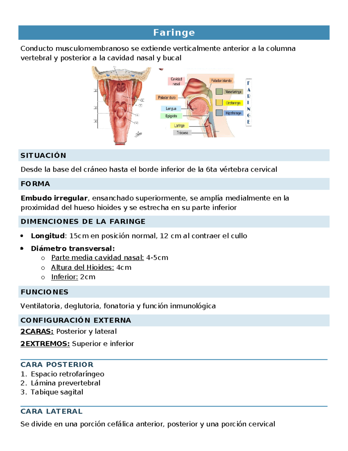 Faringe - Anatomía Faronge - Faringe Conducto musculomembranoso se ...