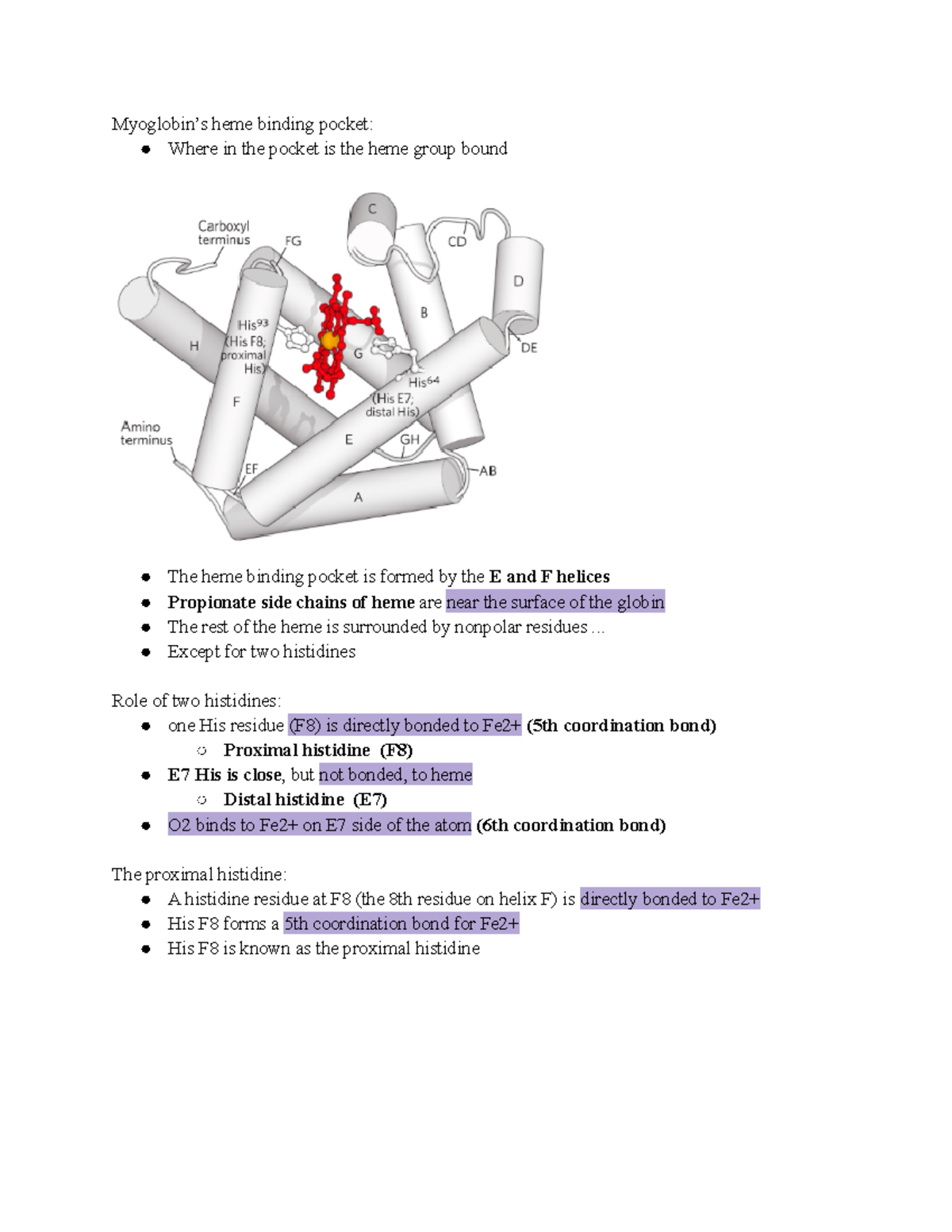BIOC Lec 4 - BIOC 3650 - Myoglobin’s heme binding pocket: Where in the pocket is the heme group ...