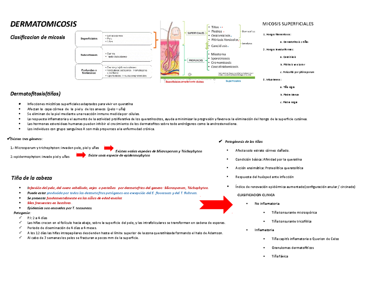Dermatomicosis resumen - DERMATOMICOSIS MICOSIS SUPERFICIALES 1. Hongos ...