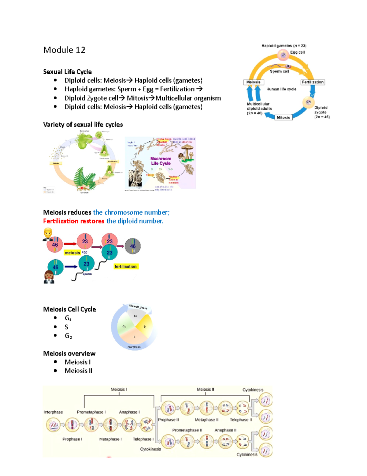 Module 12 - Bio 151 dr. cario lecture notes. - Module 12 Sexual Life ...