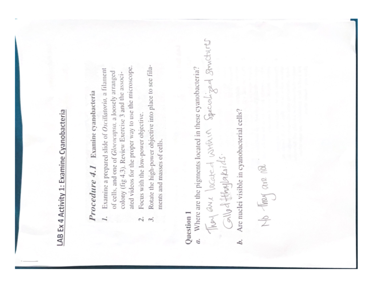 LAB Ex 4 Activity 1 Examine Cyanobacteria - LAB Ex 4 Activity 1: Examine Cyanobacteria Procedure ...
