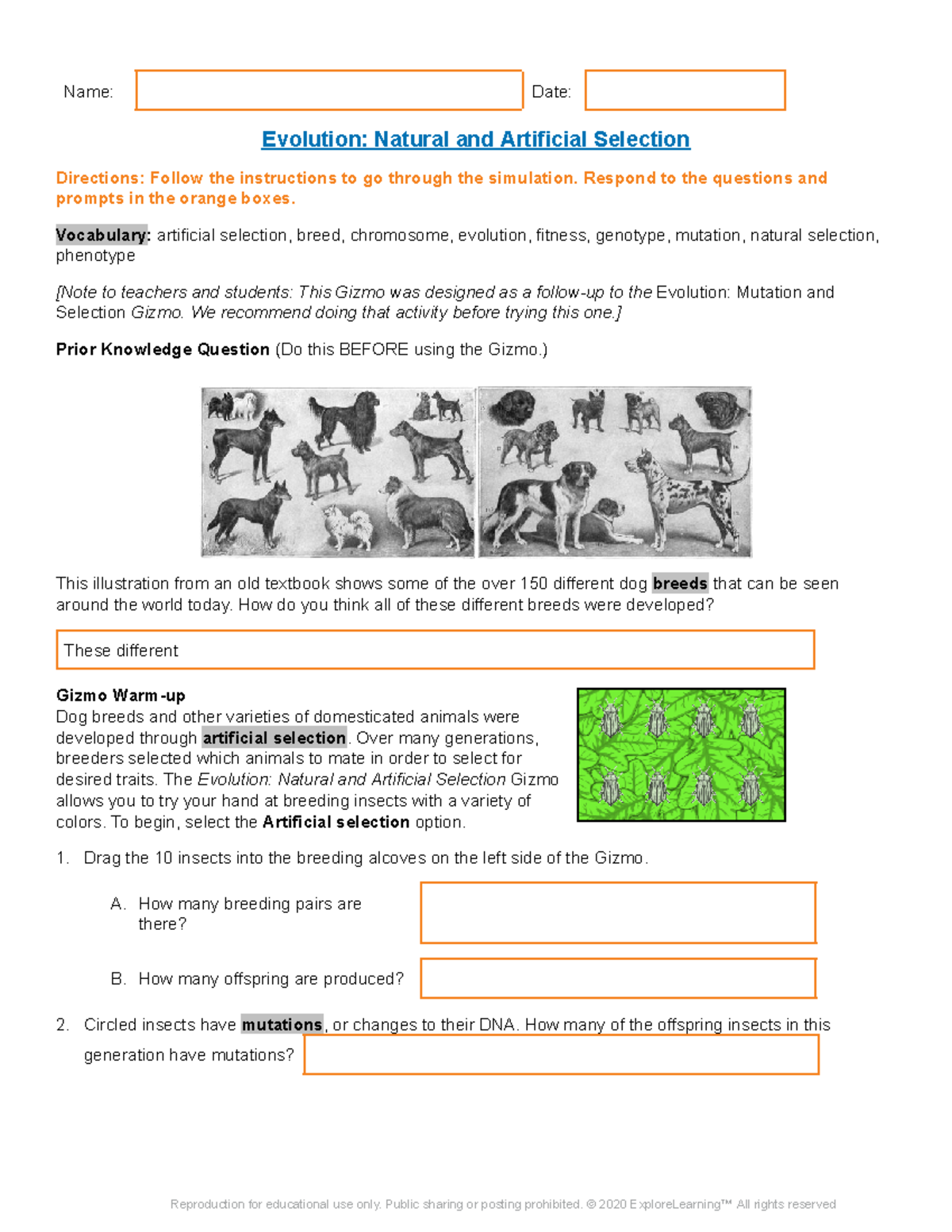 Copy of Evolution & Natural Artificial Gizmo Lab Activity - Name: Date ...