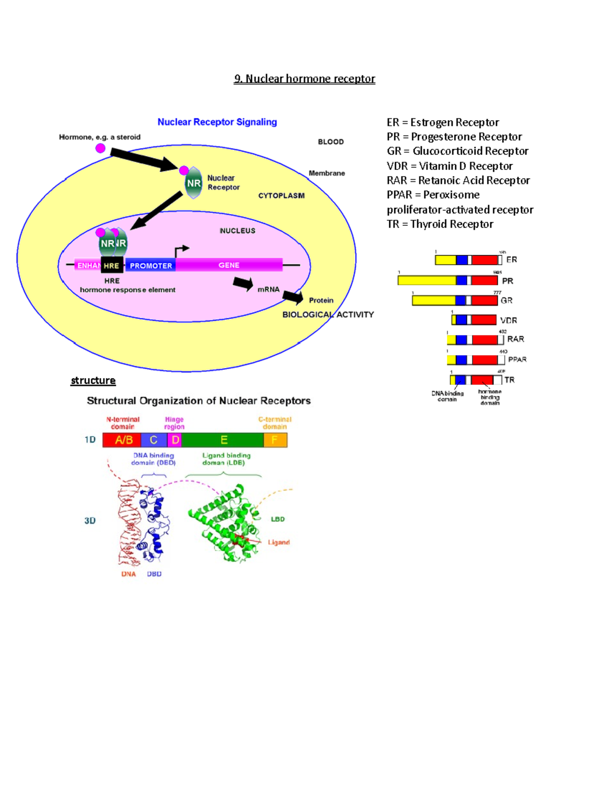 nuclear receptor - Nuclear hormone receptor ER = Estrogen Receptor PR ...