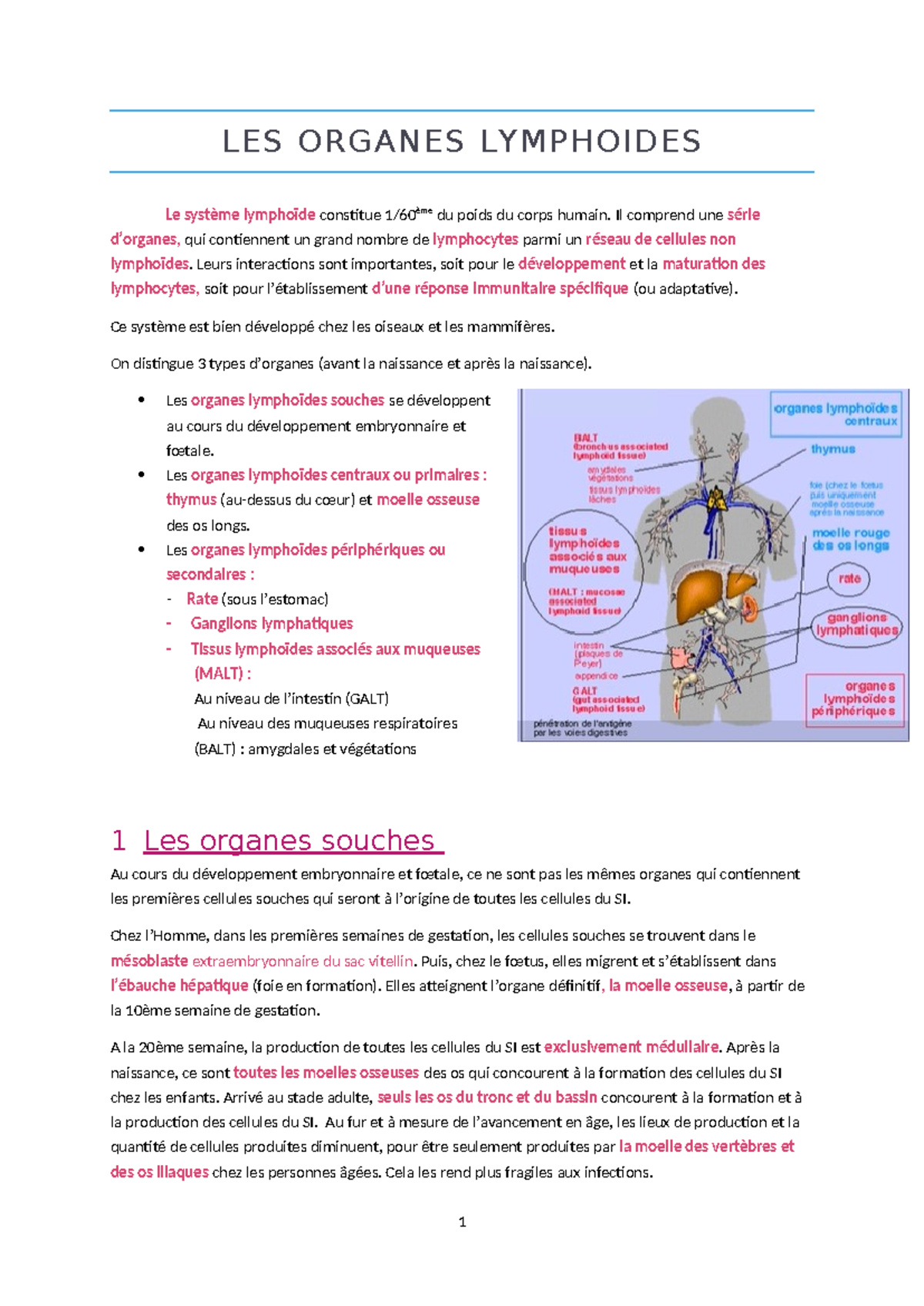 4.02A immunologie chap 7 - LES ORGANES LYMPHOIDES Le système lymphoïde ...