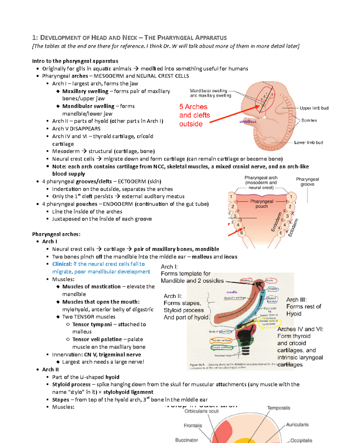Head and neck anatomy and physiology - 1: DEVELOPMENT OF HEAD AND NECK ...