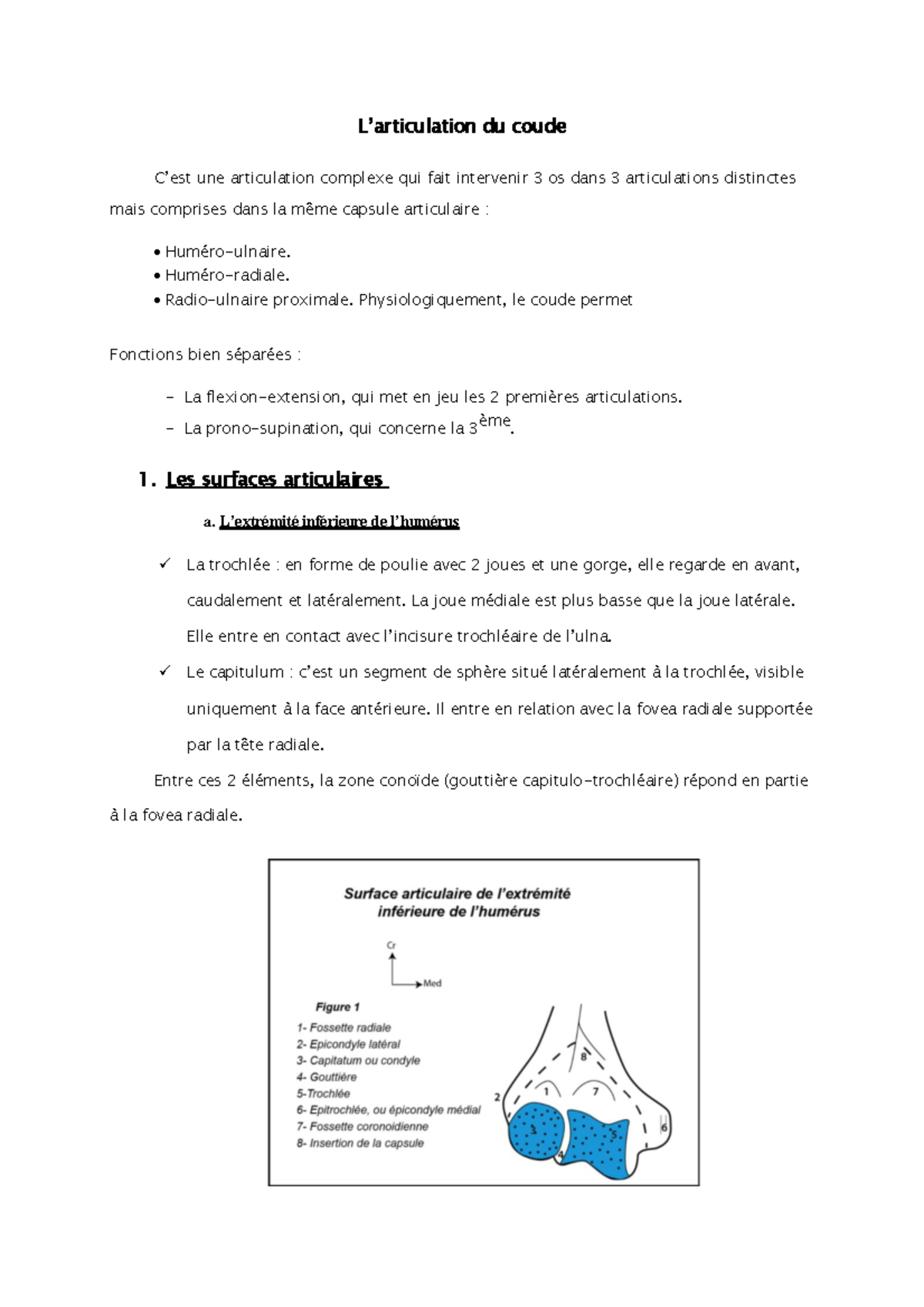 L’articulation du coude partie 2 - L’articulation du coude C’est une ...