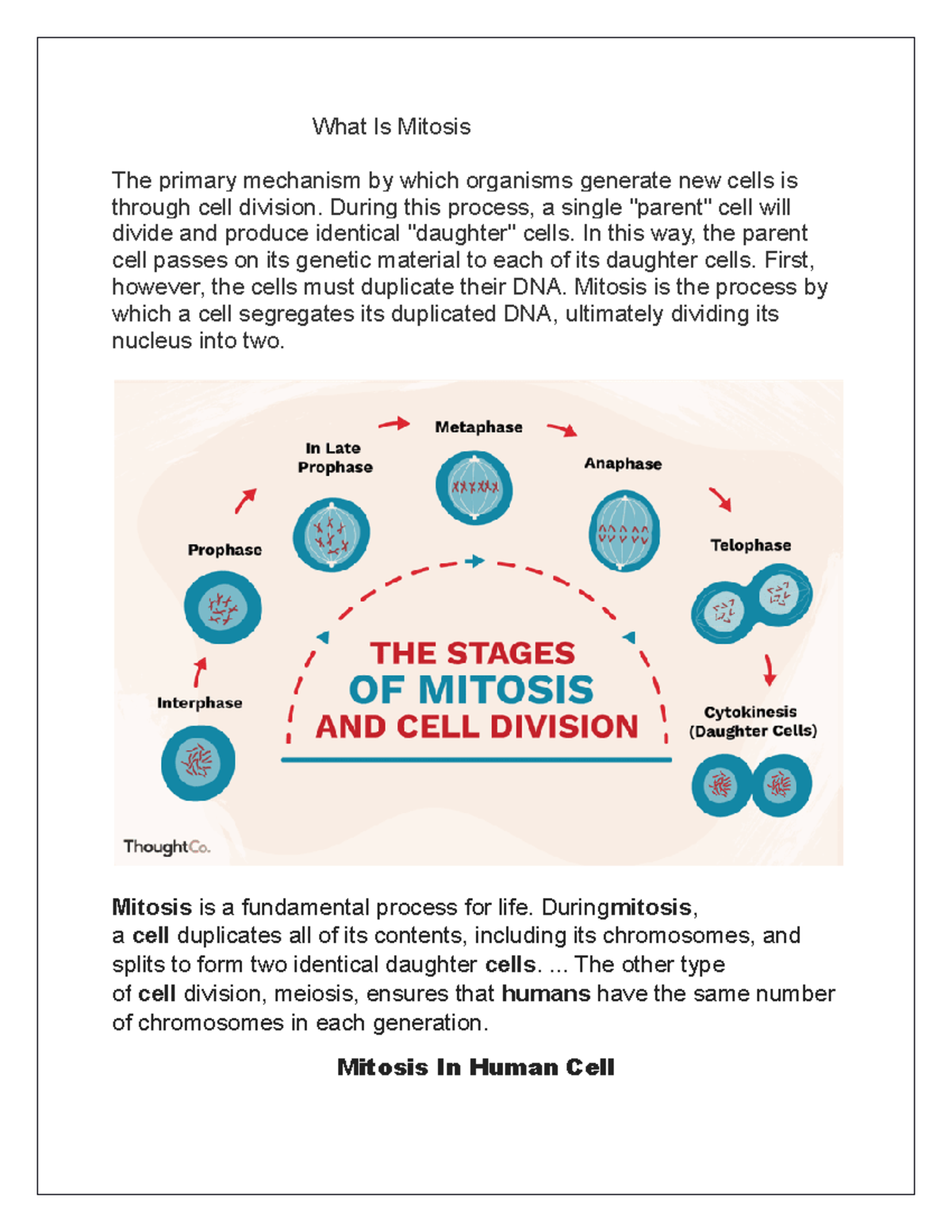 Mitosis - Lecture notes 1 - What Is Mitosis The primary mechanism by ...