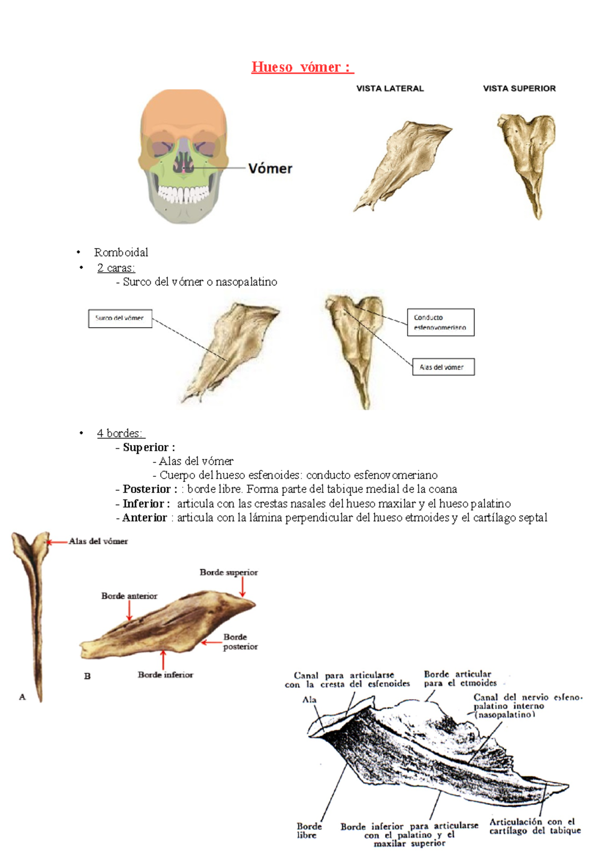 Huesos: Hueso vomer - Cabeza y Cuello - Hueso vómer : • Romboidal • 2 ...