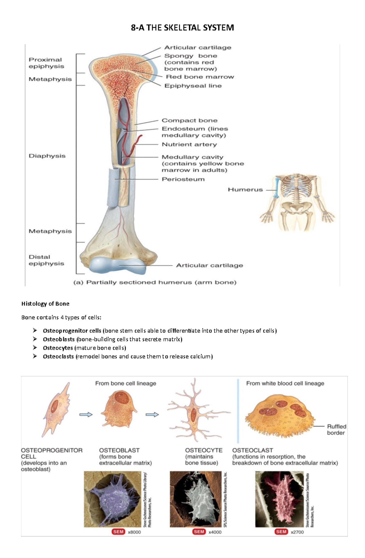 Trans - Anaphy LAB - 8 - A THE SKELETAL SYSTEM Histology of Bone Bone ...