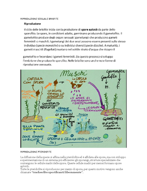 Apparati Radicali - APPARATI RADICALI Una singola radice è formata dall ...