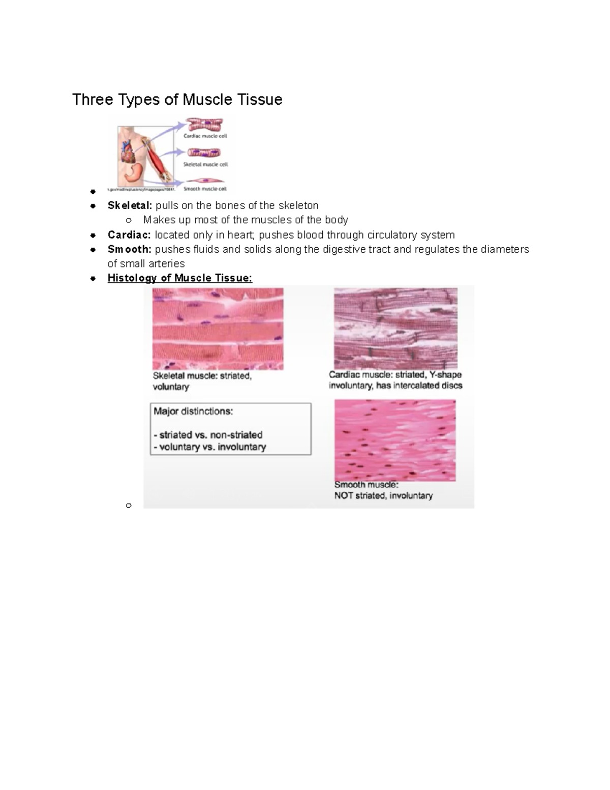 Intro to Muscle Tissue Notes (PTH AS 2201) - Three Types of Muscle ...