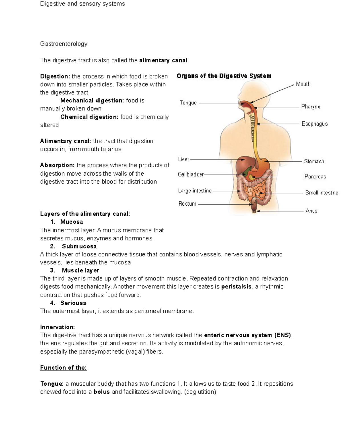 Human physiology-week 11 - Digestive and sensory systems ...