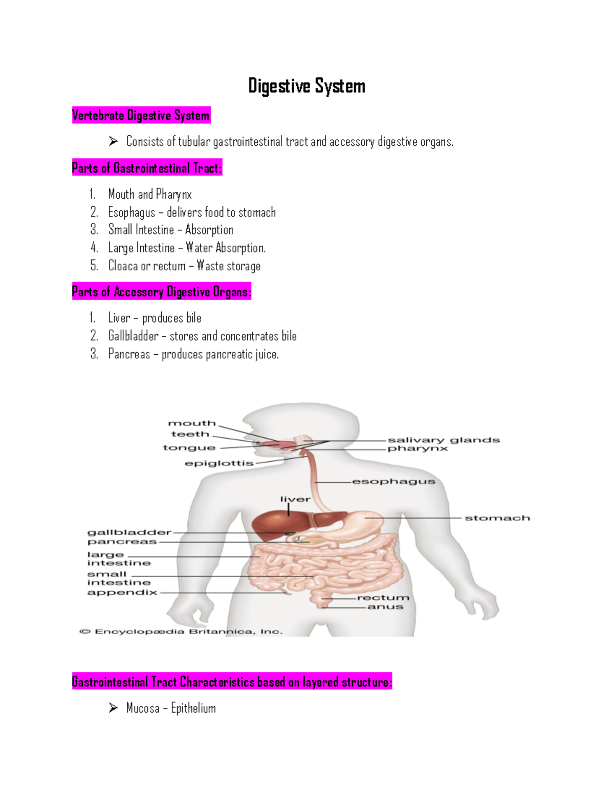 Digestive System study material - Digestive System Vertebrate Digestive ...