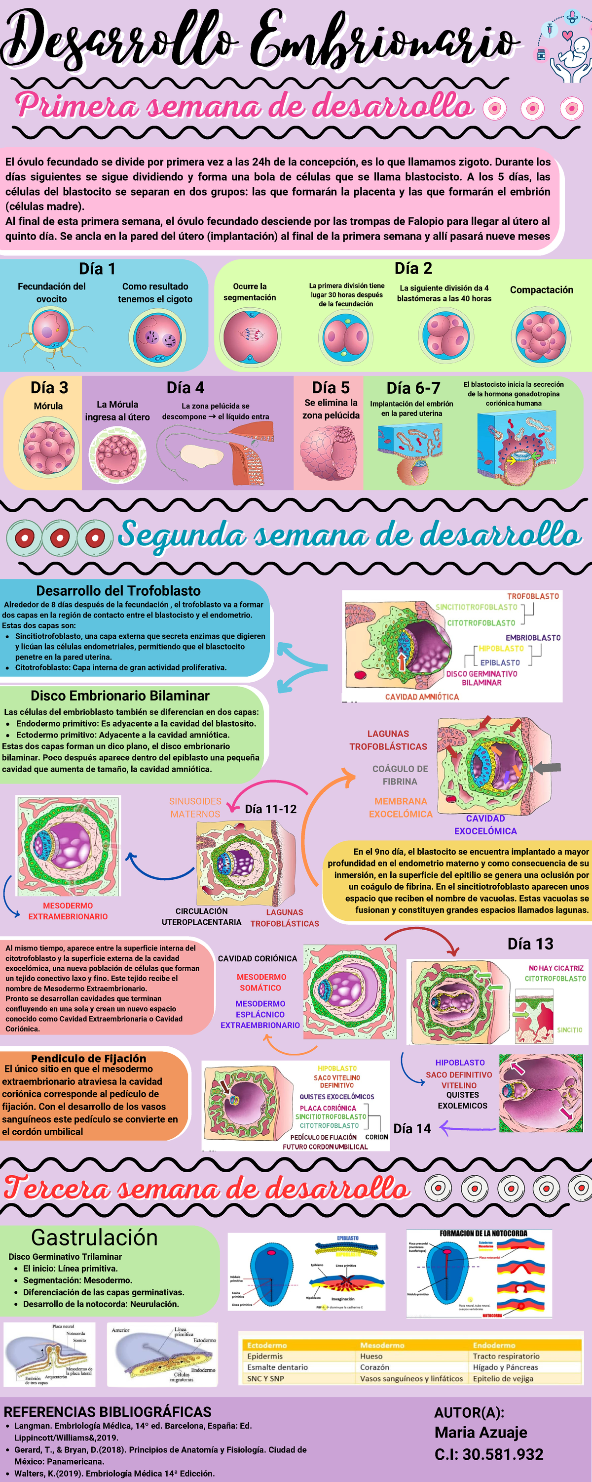 Infografia Maria Azuaje - Segunda semana de desarrolloSegunda semana de ...
