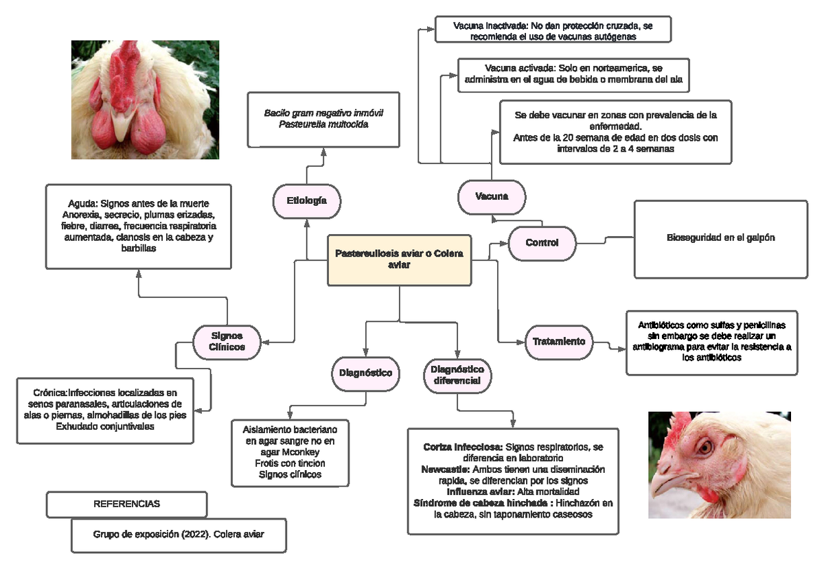 Colera aviar - Resumen Fisiología Veterinaria - Pastereullosis aviar o ...