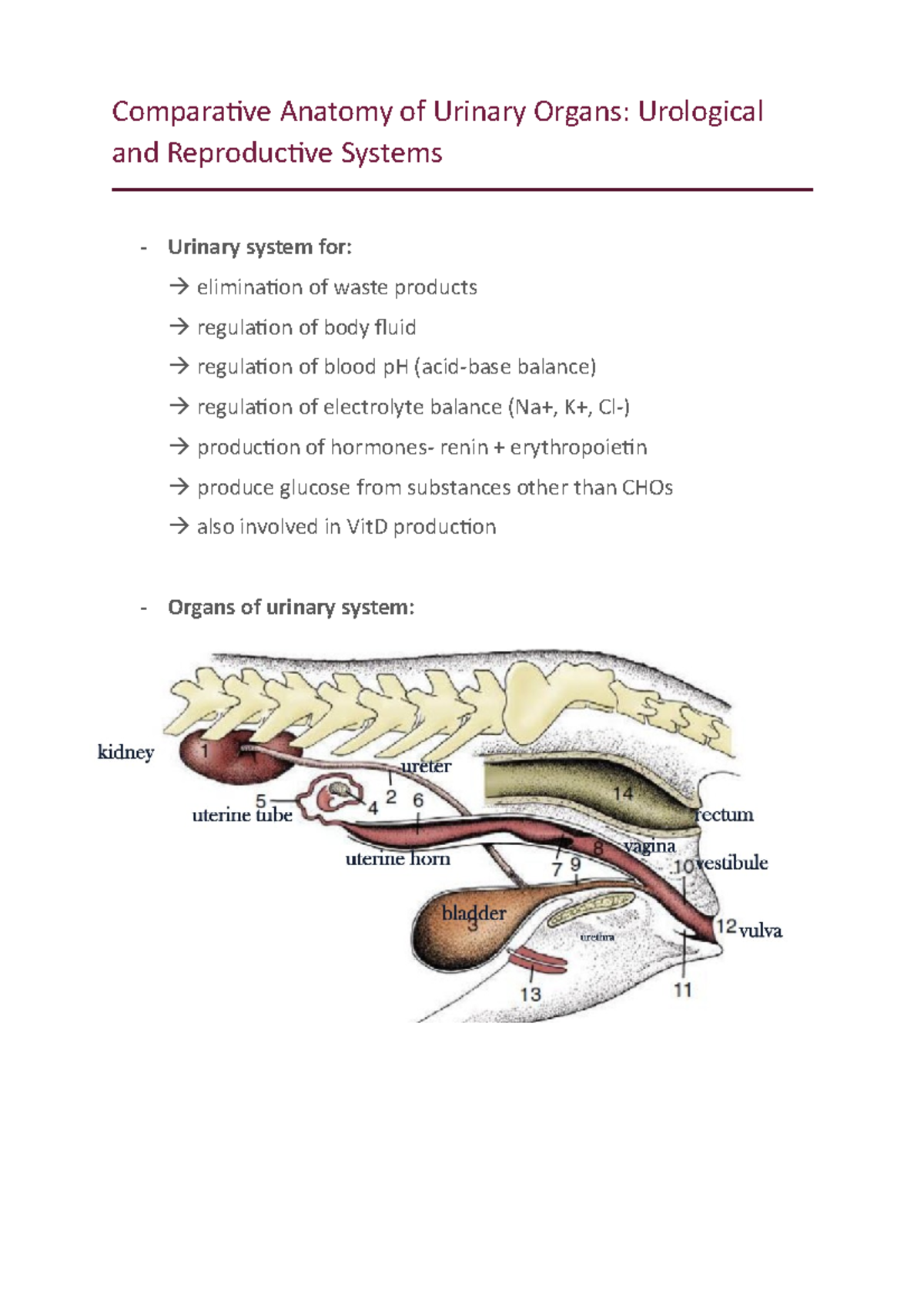 Comparative Anatomy of Urinary Organs URS - Comparative Anatomy of ...
