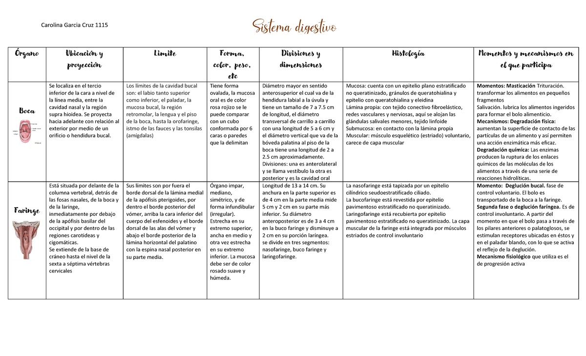Garcia CRUZ Carolina 1115 cuadro integrador del sdigestivo - Órgano ...