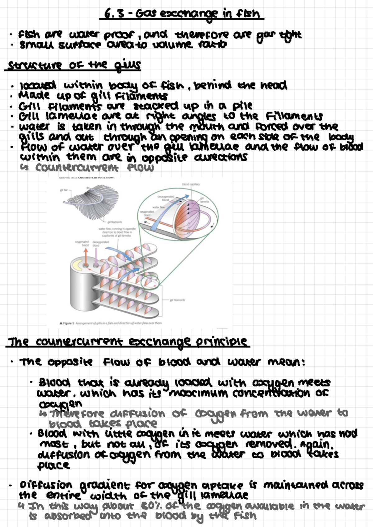 (6.3) Gas Exchange in Fish - 6. 3-Gas exchange in fish · fish are water ...