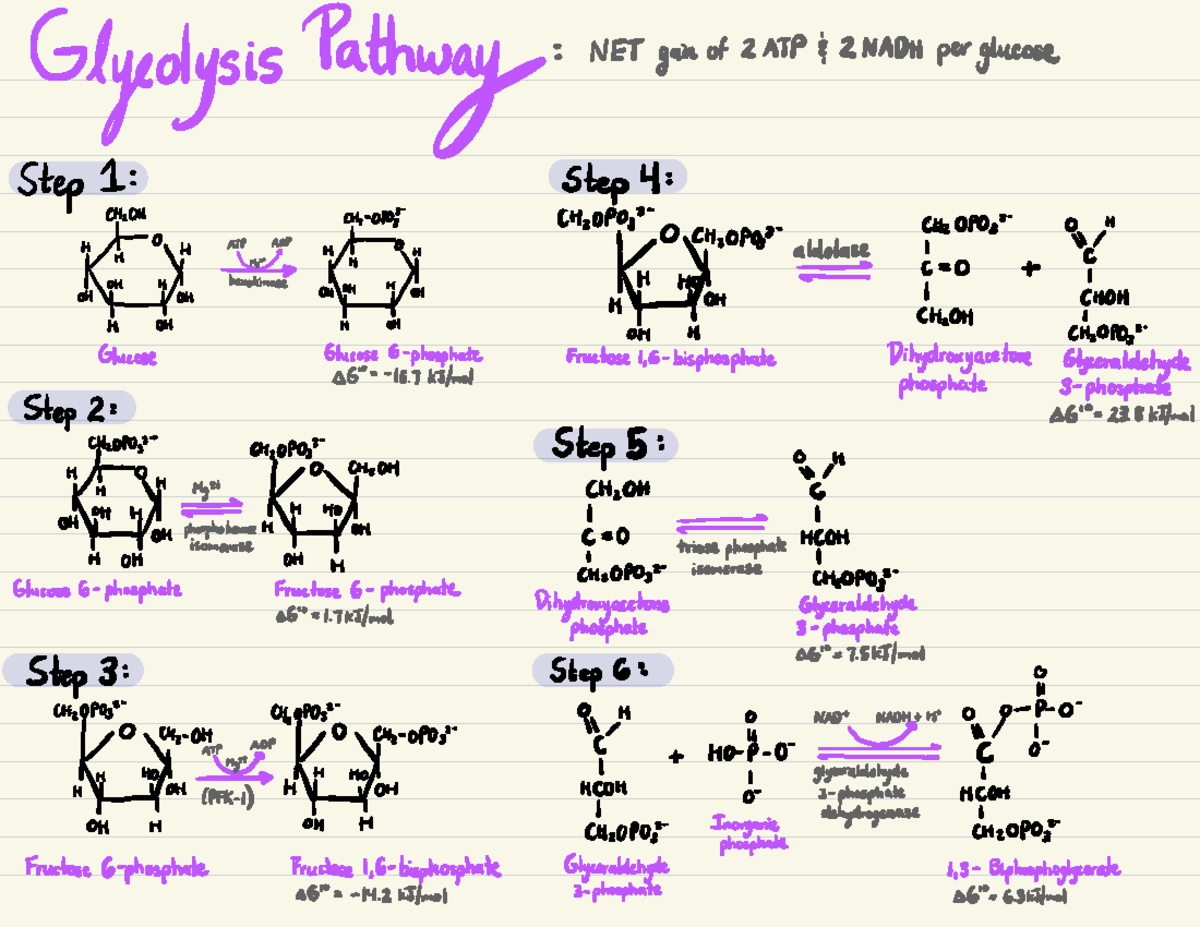Pathways - Glycolysis Pathway: NET gain of CATPINADH per glucose Step 1 ...