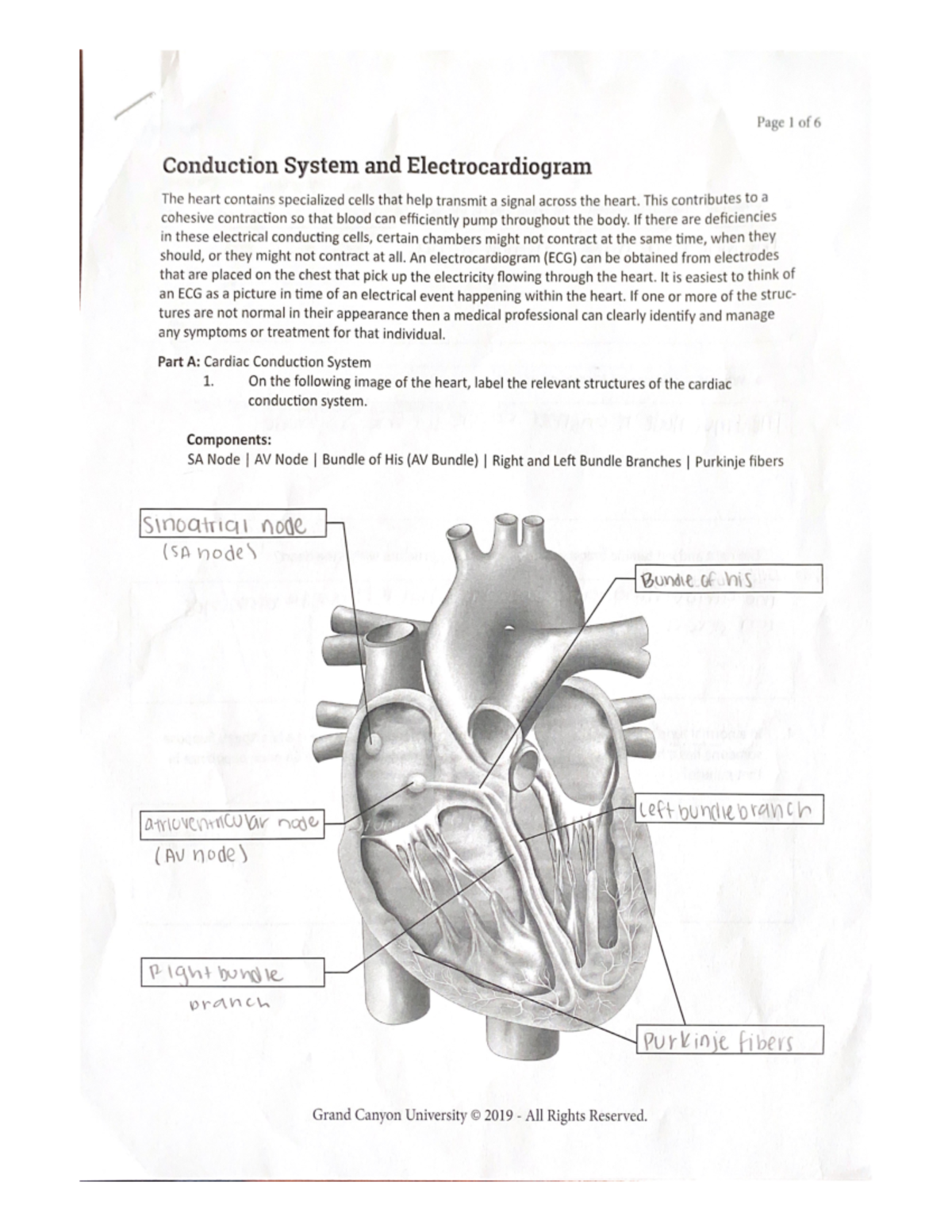 BIO 202L EKG activity - assignemnt modeling the heart - Page 1 of 6 ...