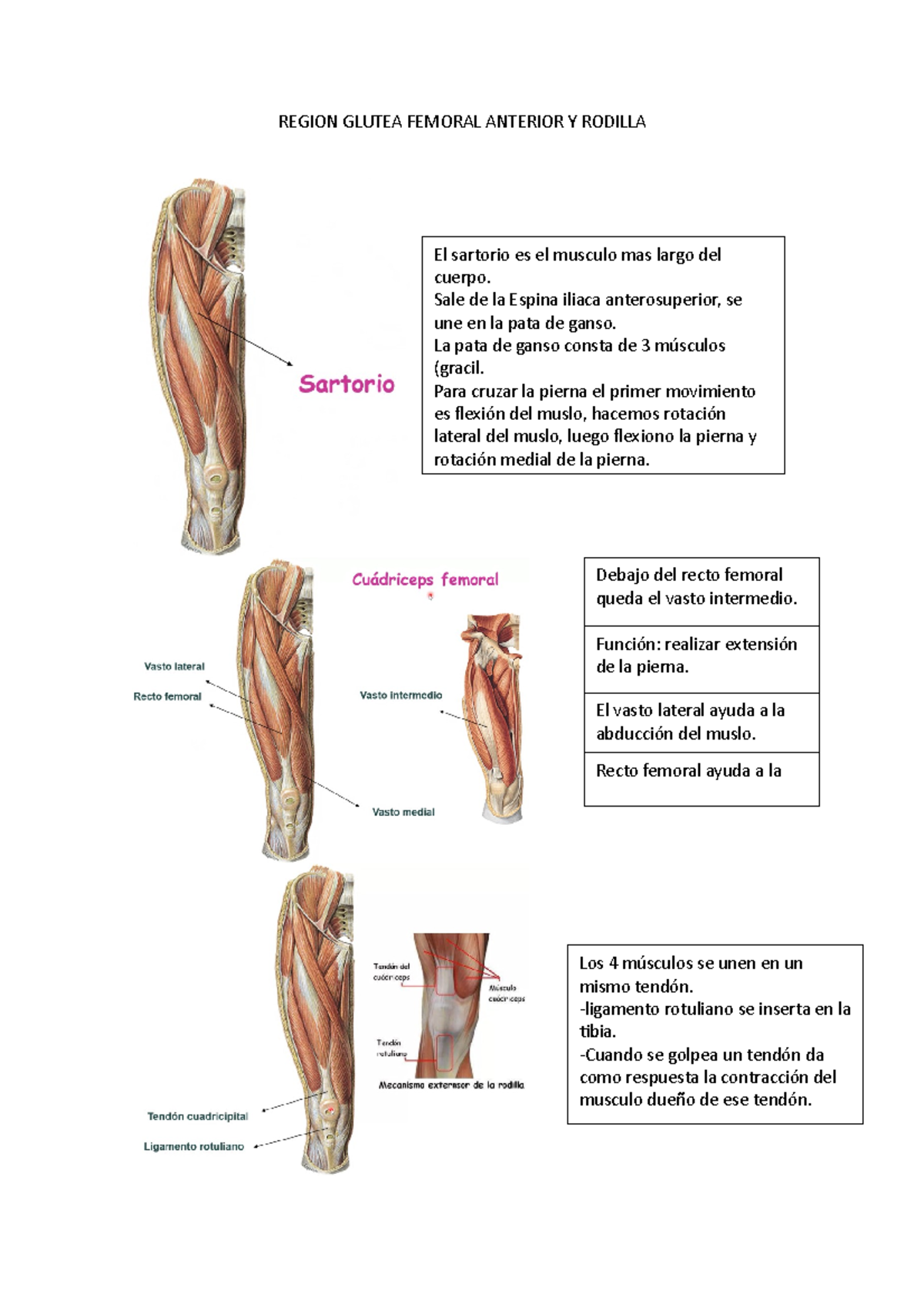 Region Glutea Femoral Anterior Y Rodilla - REGION GLUTEA FEMORAL ...