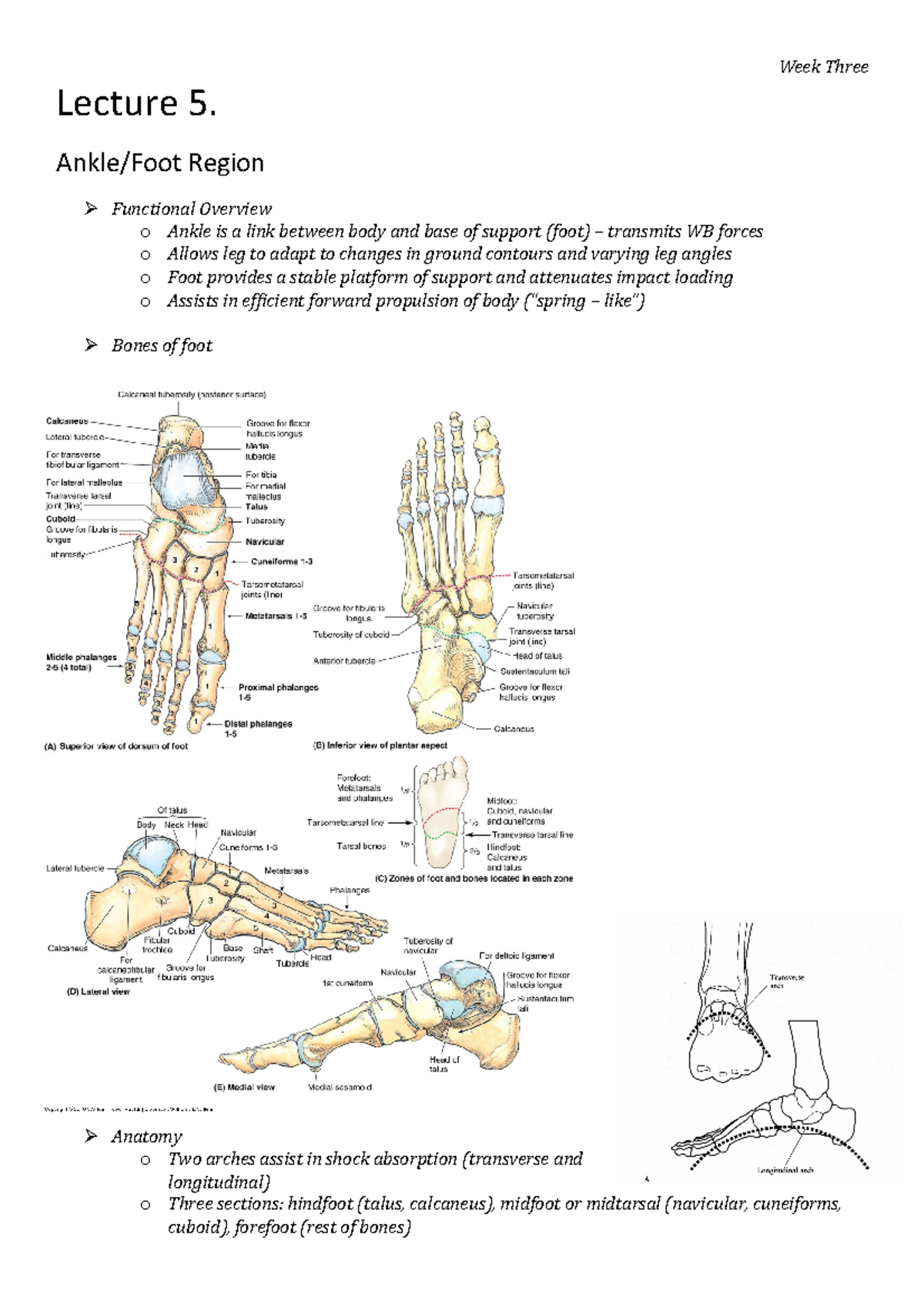 PHTY2020 Lecture 5 - Summary Notes - Lecture 5. Week Three Ankle/Foot ...