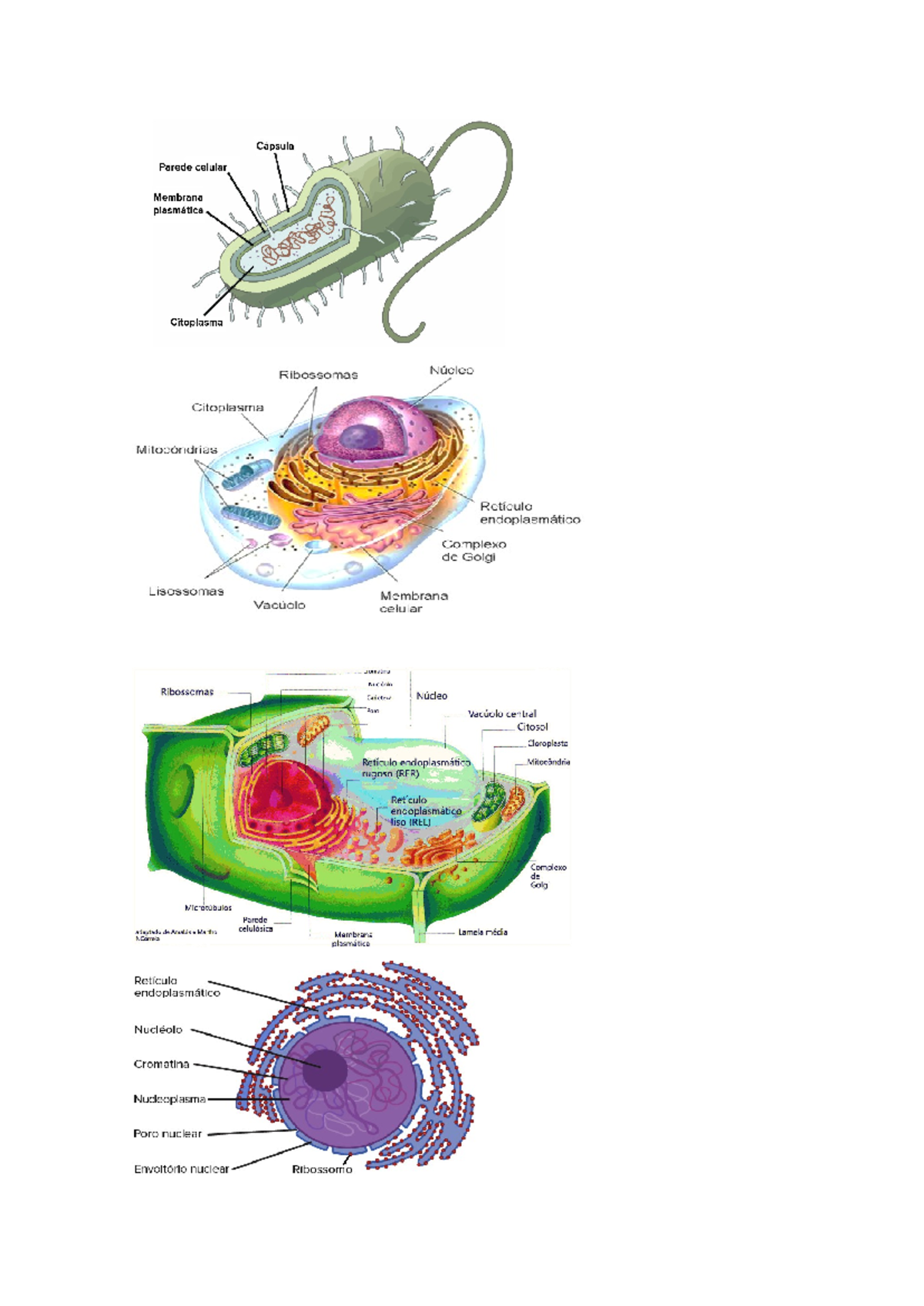 Imagens para os resumos - Cápsula Parede celular Membrana plasmática ...