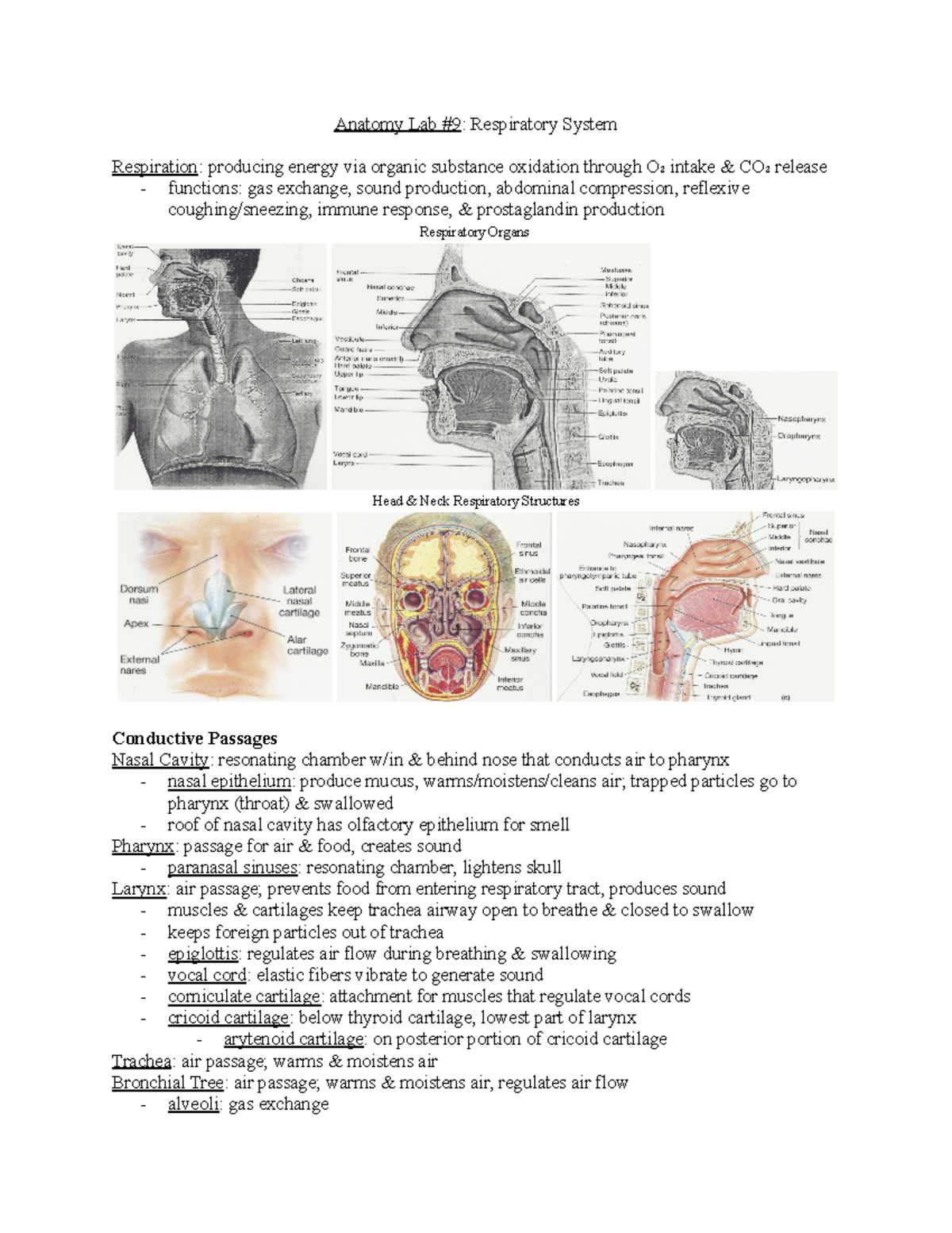 PHSC2302 Anatomy Lab #9 - Anatomy Lab #9: Respiratory System ...