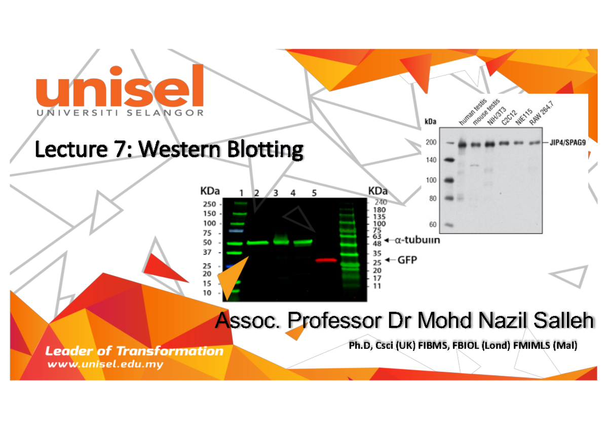 MLS3253 Lecture 7 western Blotting mlt - Lecture 7 : Western Blotting ...