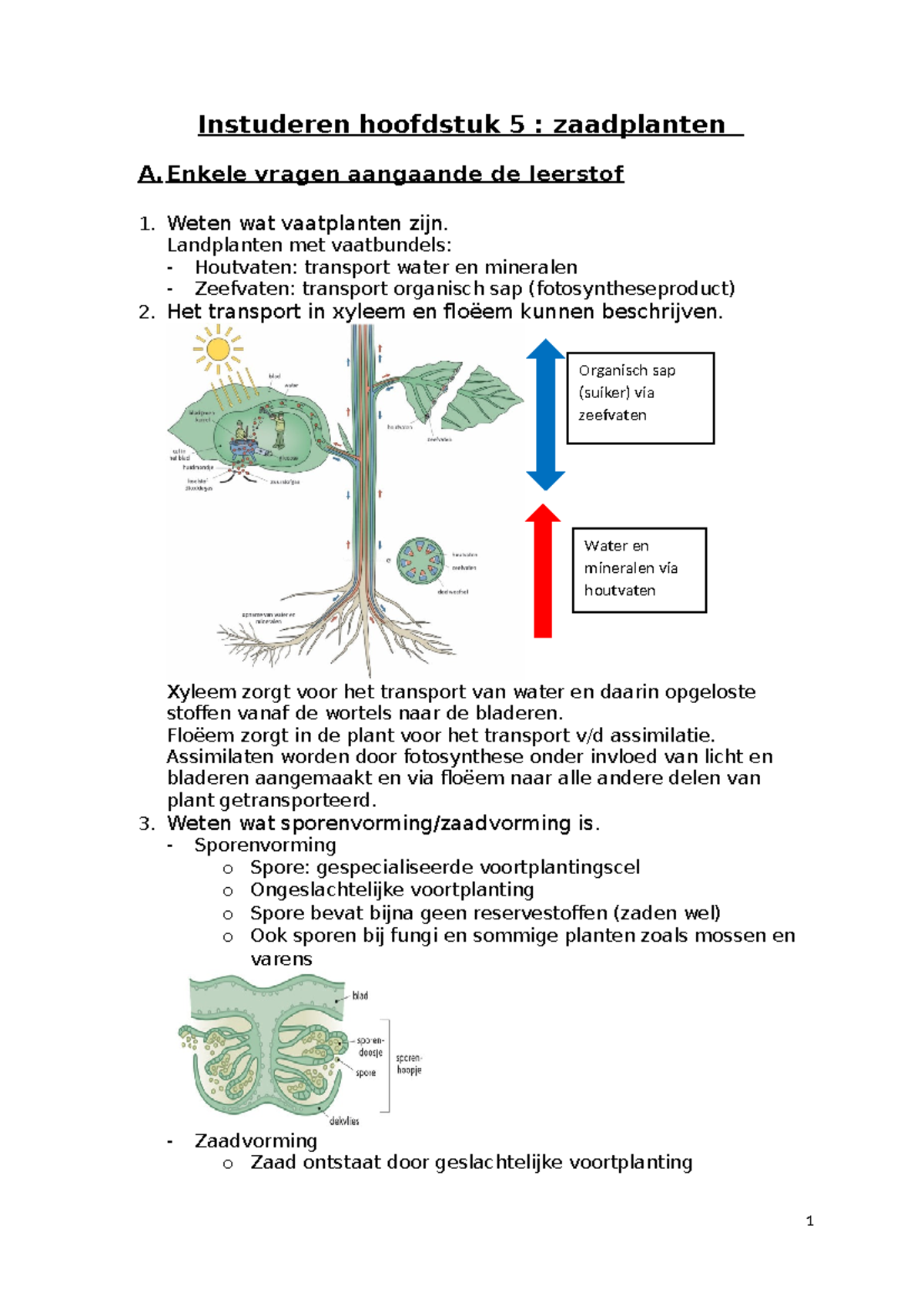 Instuderen hoofdstuk 5 zaadplanten - Instuderen hoofdstuk 5 ...