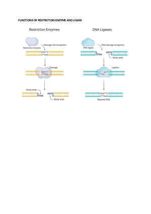 General Protocol halal meat poultry - - Studocu