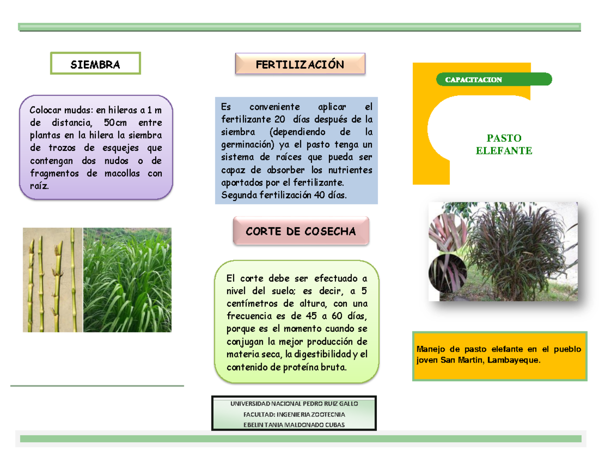 Triptico manejo de forrajes DE PASTO ALEMAN - Manejo de pasto elefante ...