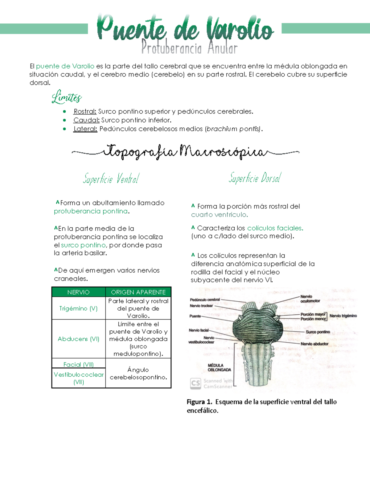 Puente de Varolio - Warning: TT: undefined function: 32 Límites Rostral ...