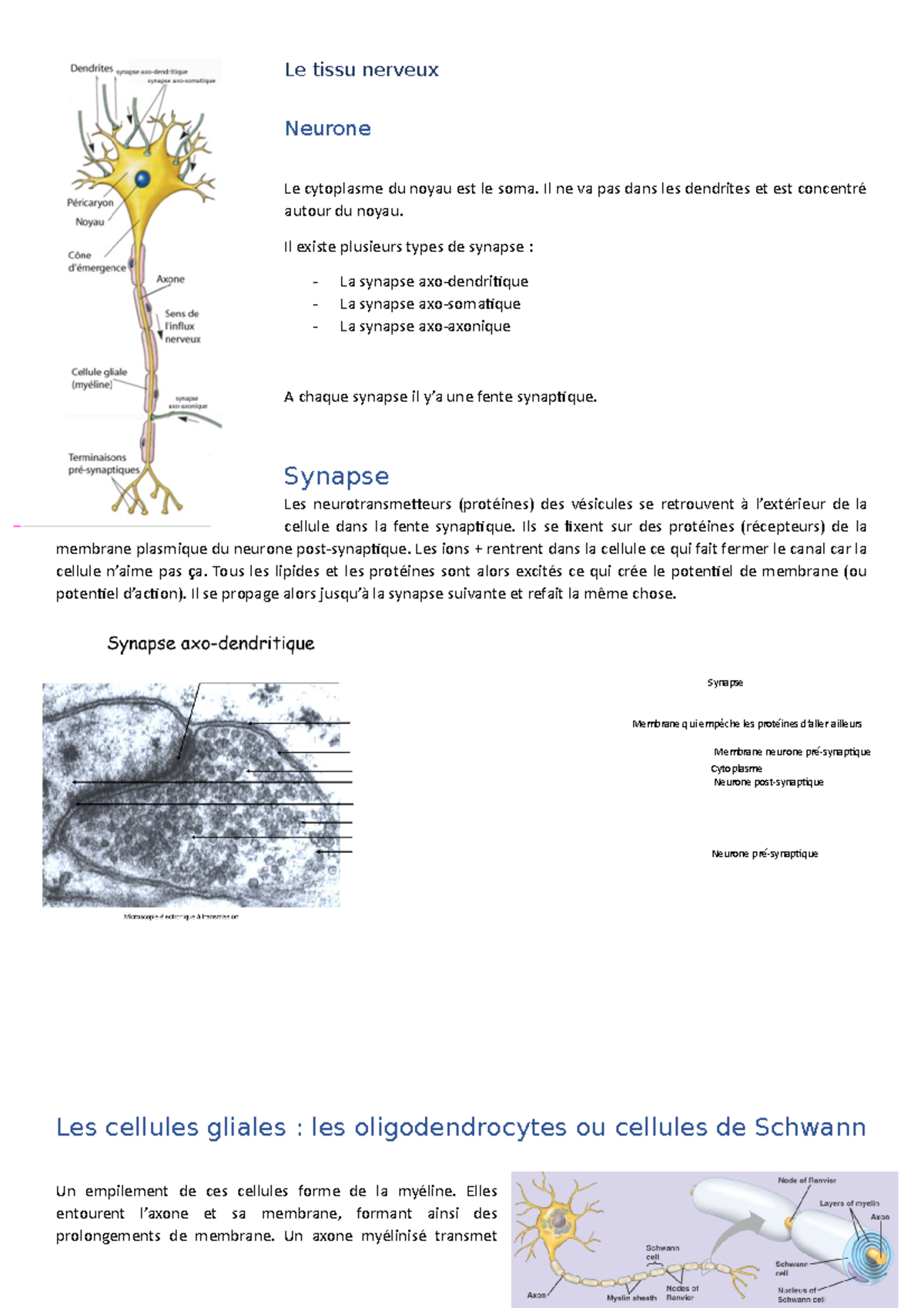 Tissu nerveux - Notes de cours 1 - Le tissu nerveux Neurone Le ...