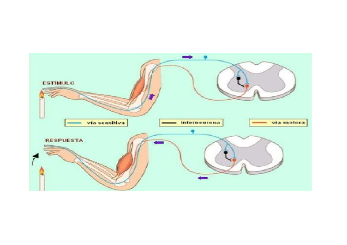 Arco reflejo - Fundamentos Filosóficos Básicos - ESTIMULO via sensitiva ...