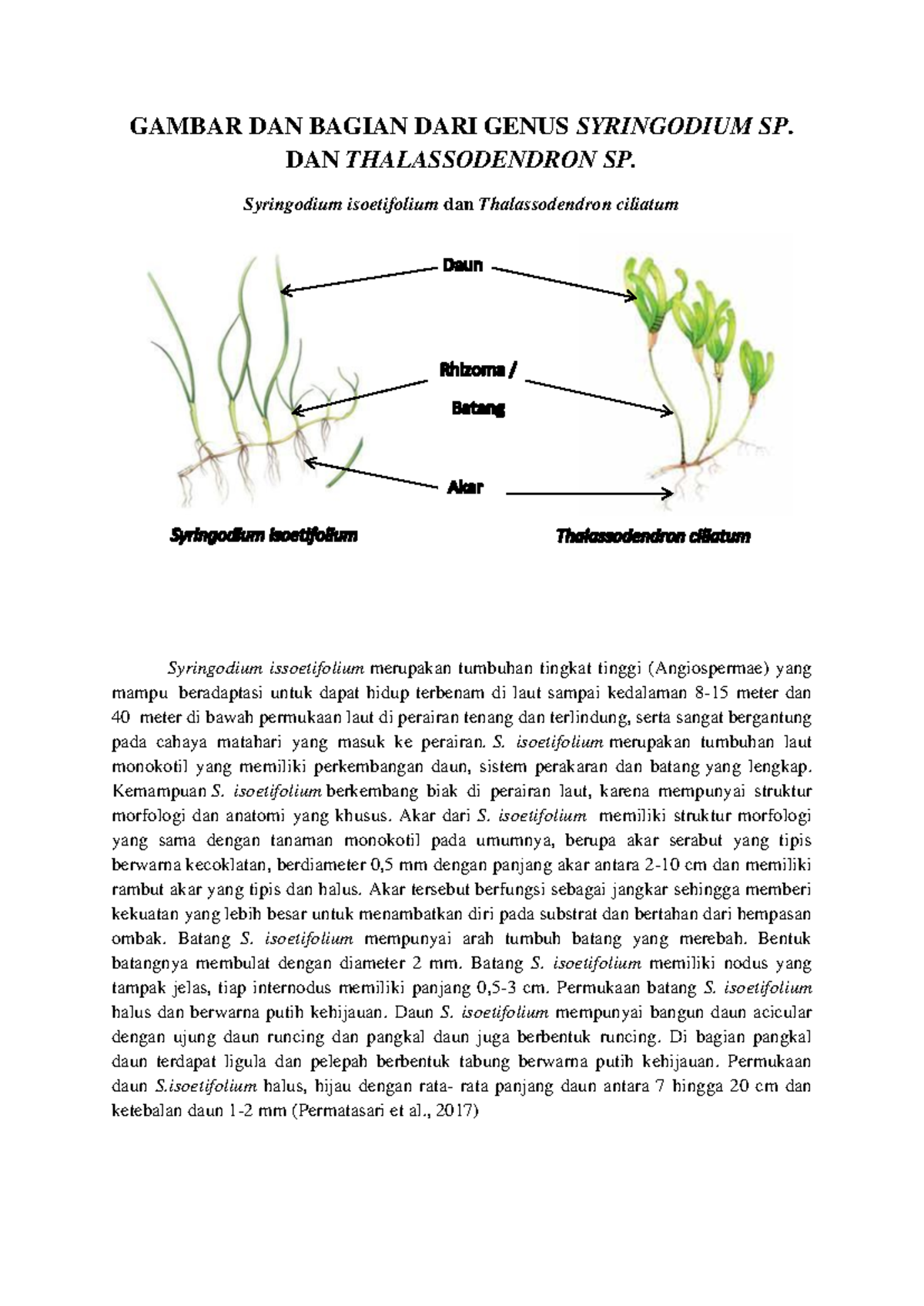 Tugas Botla - Resume botani laut bagian bagian tumbuhan mangrove ...