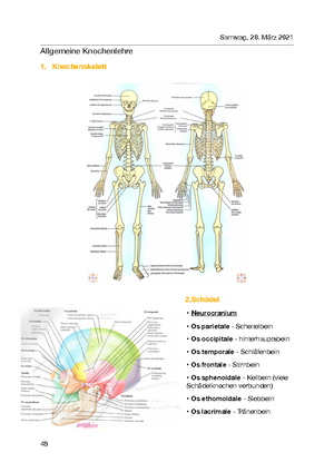 Lernzettel Sportanatomie - Anatomie Ursprung und Ansatz Ursprung (Origo ...