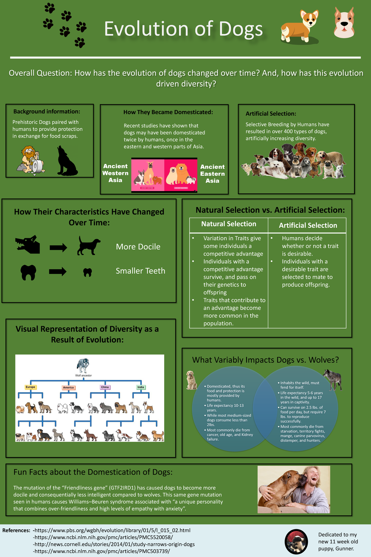 Infographic(Final) - Evolution of Dogs Overall Question: How has the ...