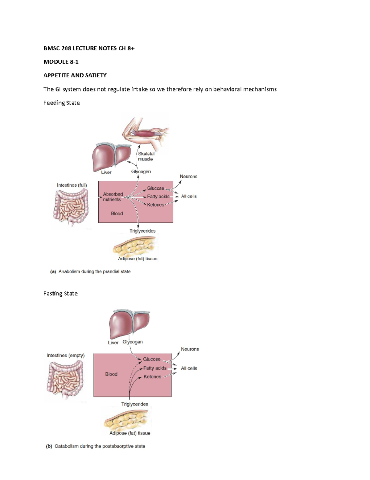 Human Body Systems BMSC 208 Lecture Notes CH 8+ - NURS 208 - U of S ...