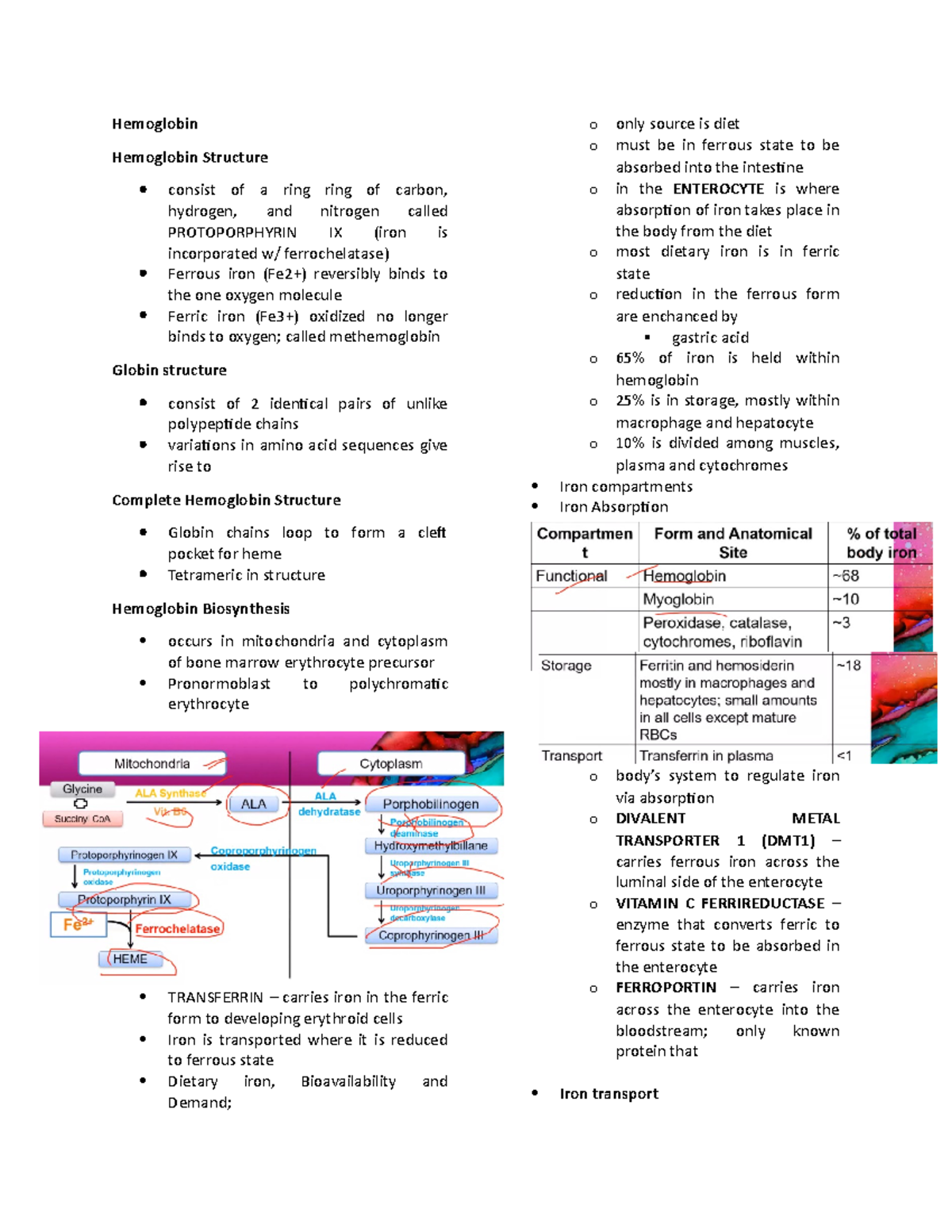 HEMA - Hemoglobin - Hemoglobin Hemoglobin Structure consist of a ring ...