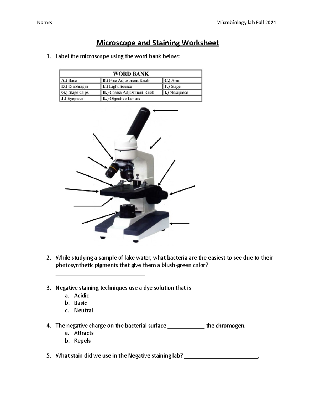 Microscope and Staining Worksheet - Microscope and Staining Worksheet ...