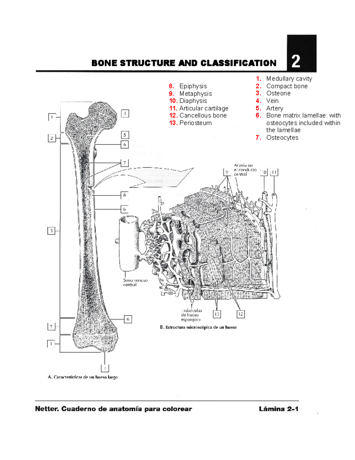 Netter 2ingles - ... - BONE STRUCTURE AND CLASSIFICATION Medullary cavity Compact bone Osteone ...