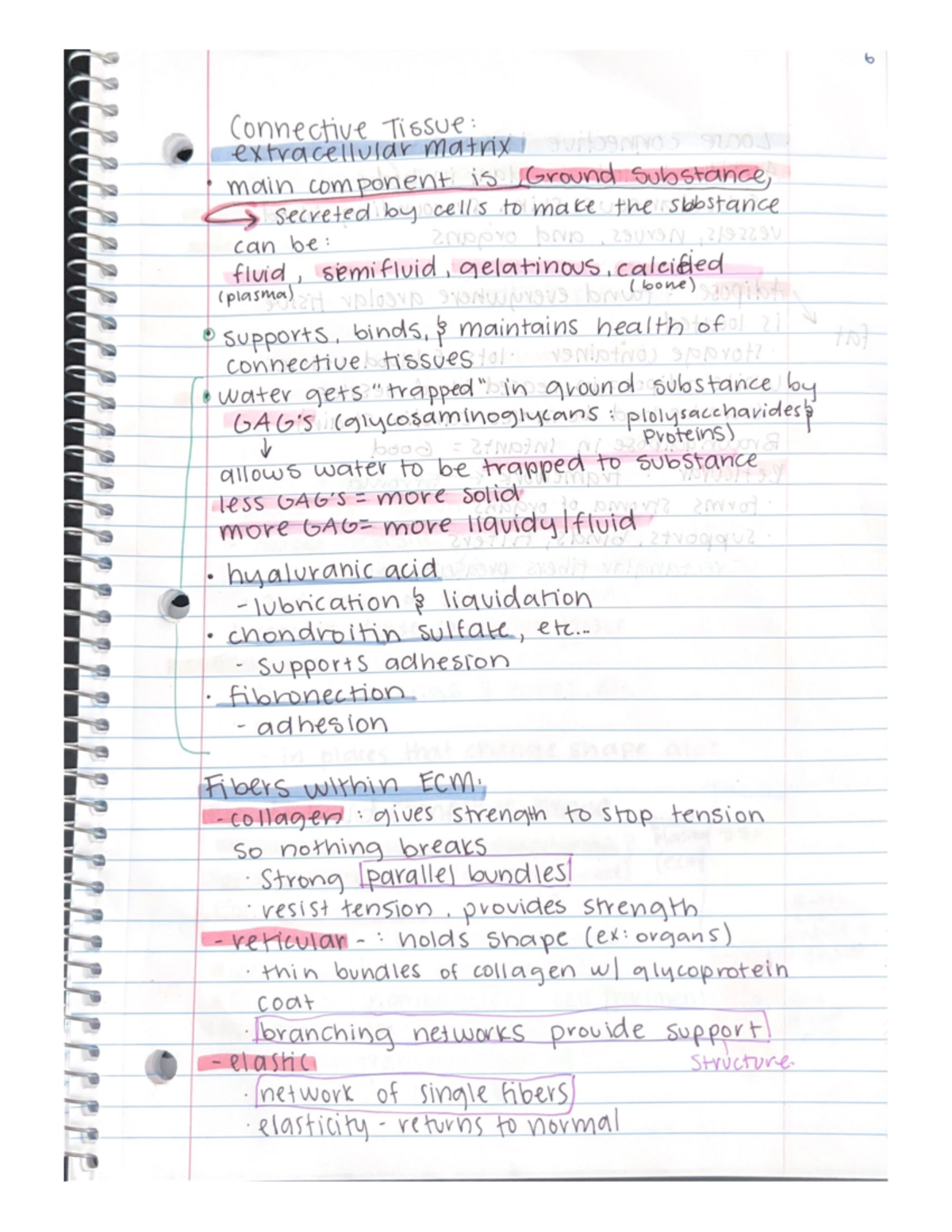 Connective Tissue - LSU Human Anatomy Notes: For Exam 1 over Chapters 1 ...