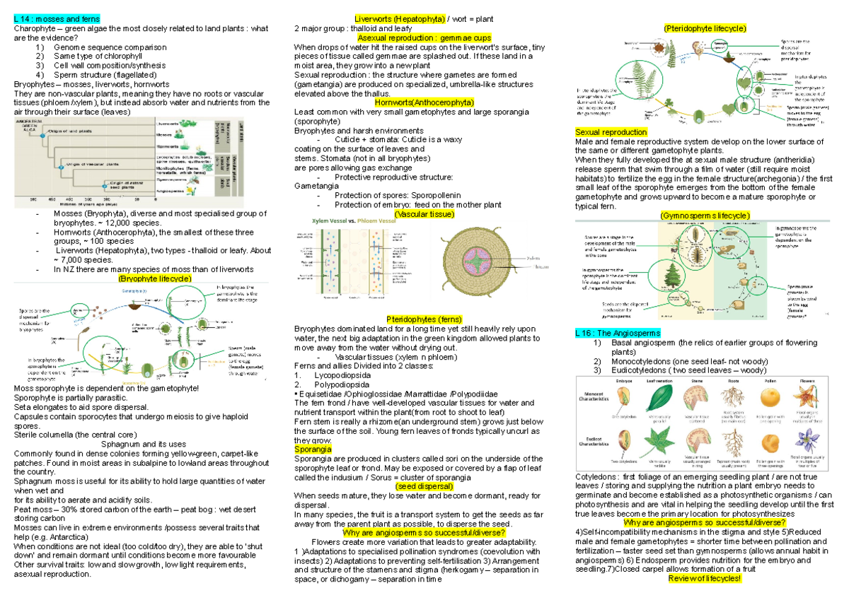 Topic test2 cheat sheet - L 14 : mosses and ferns Charophyte – green ...