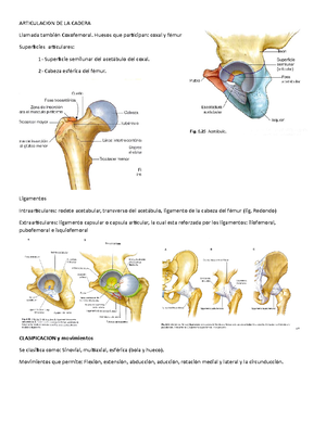 Embriogénesis temprana, diferenciación de las tres capas germinativas ...
